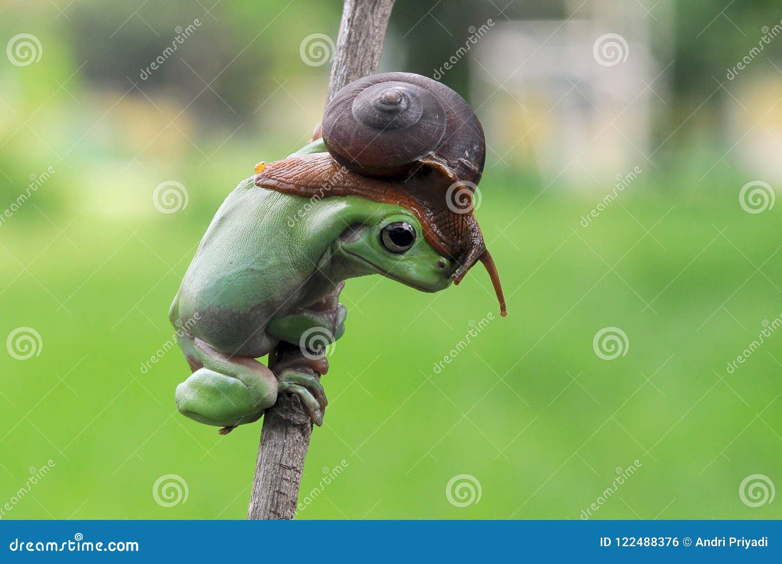 Dumpy tree frog stock photo. Image of frog, macro, animal - 122488376