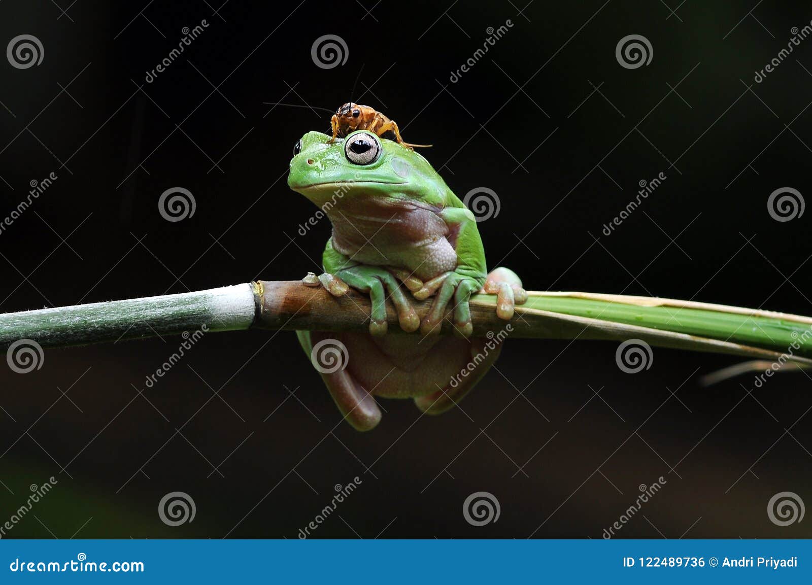 Dumpy tree frog stock photo. Image of fighting, betta - 122489736