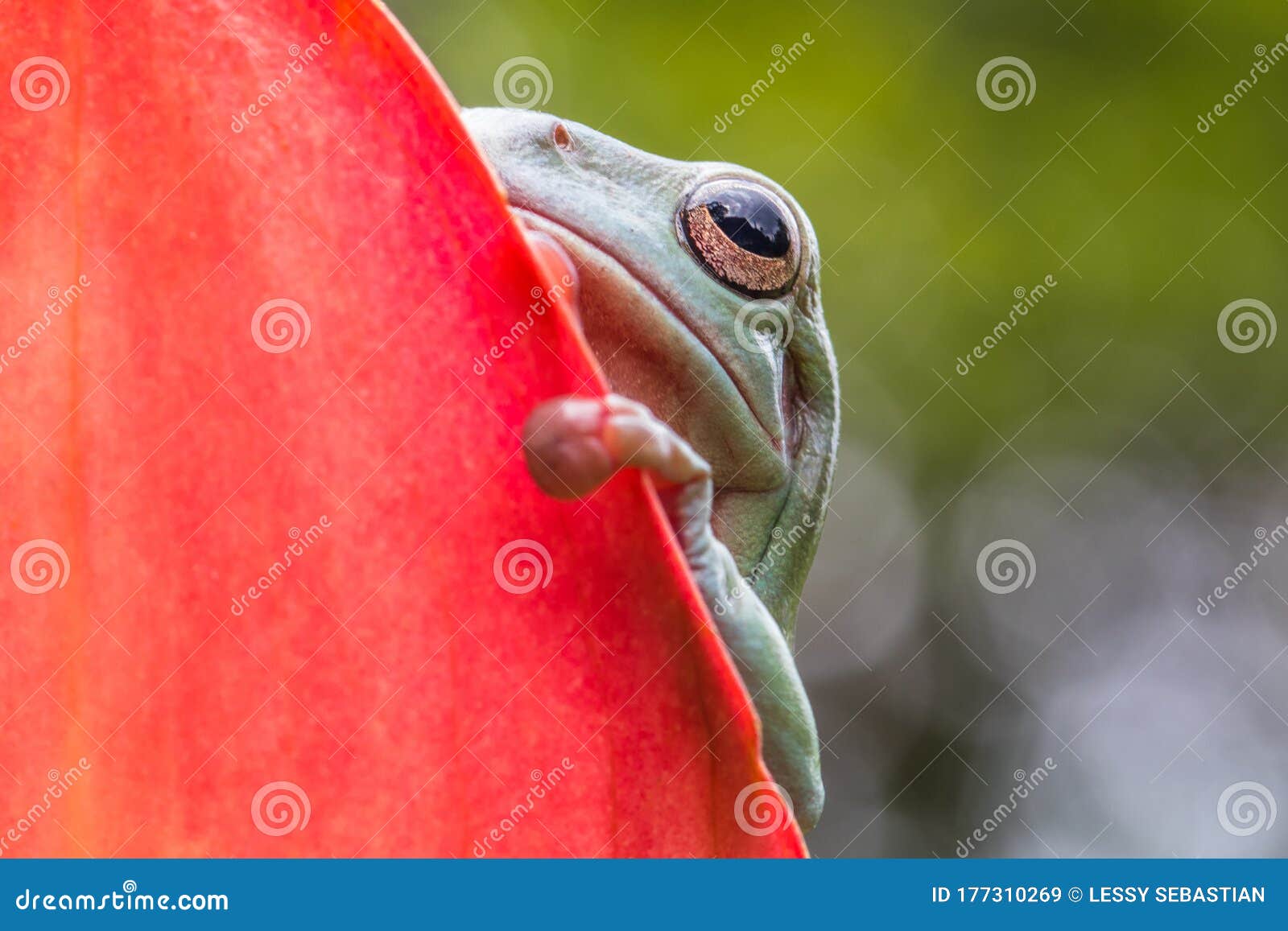Dumpy Tree Frog Stock Photography | CartoonDealer.com #65647280