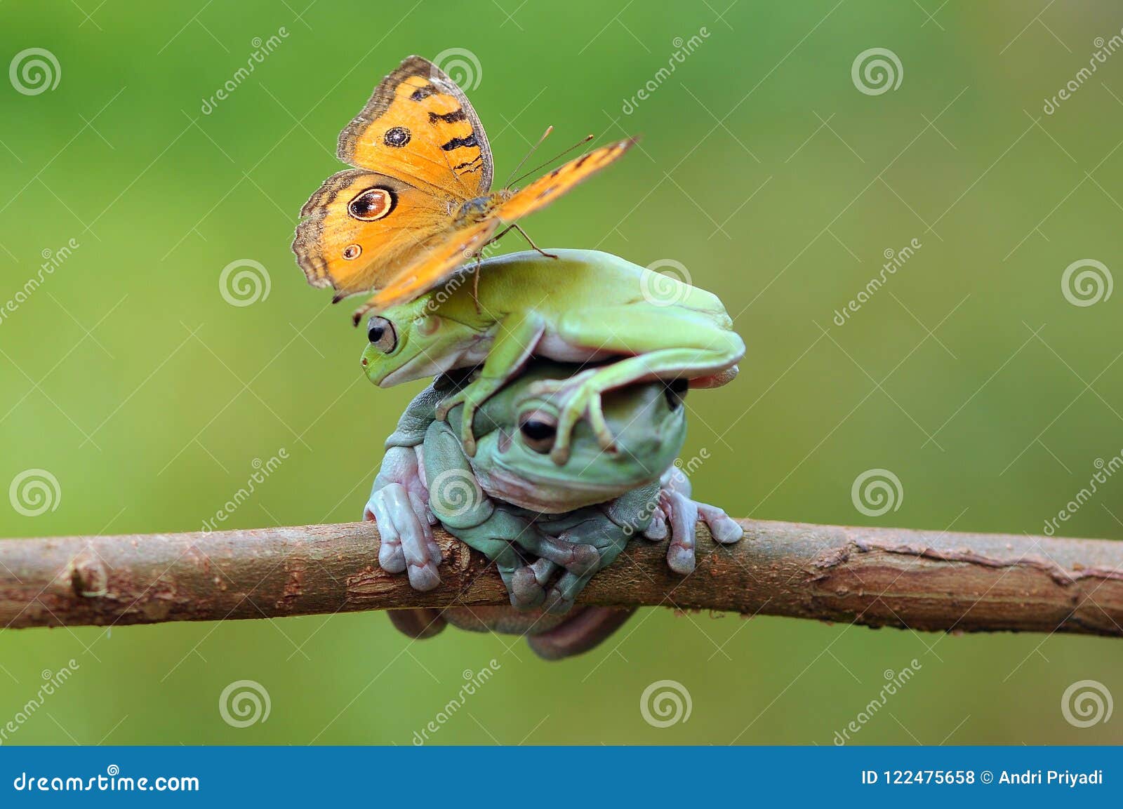 Dumpy tree frog stock photo. Image of indonesia, macro - 122475658 Dumpy tree frog stock photo. Image of indonesia, macro - 122475658