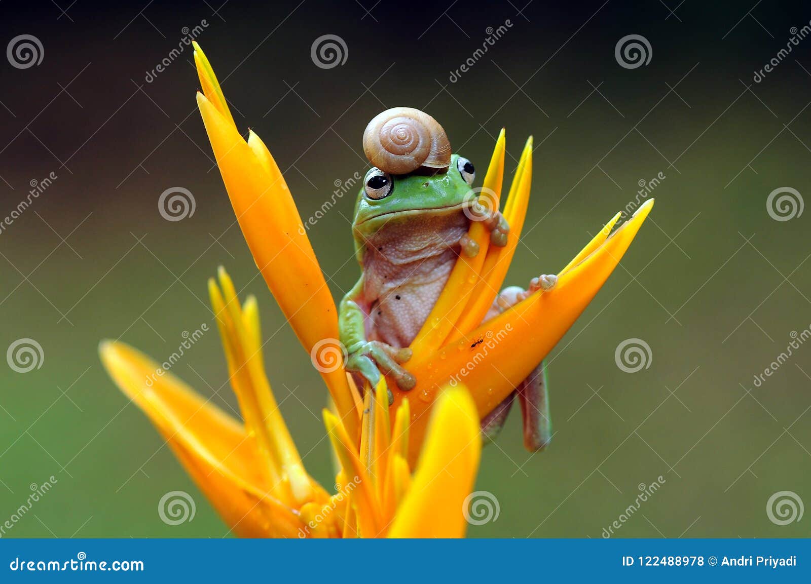 Dumpy tree frog stock photo. Image of tree, animals - 122488978 Dumpy tree frog stock photo. Image of tree, animals - 122488978
