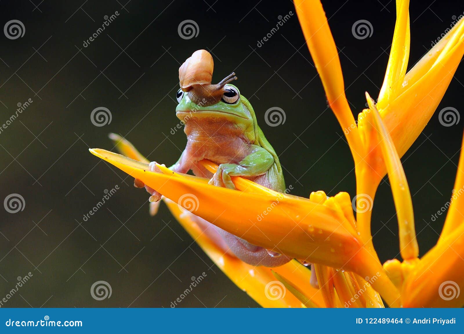 Dumpy tree frog stock photo. Image of animal, macro - 122489464
