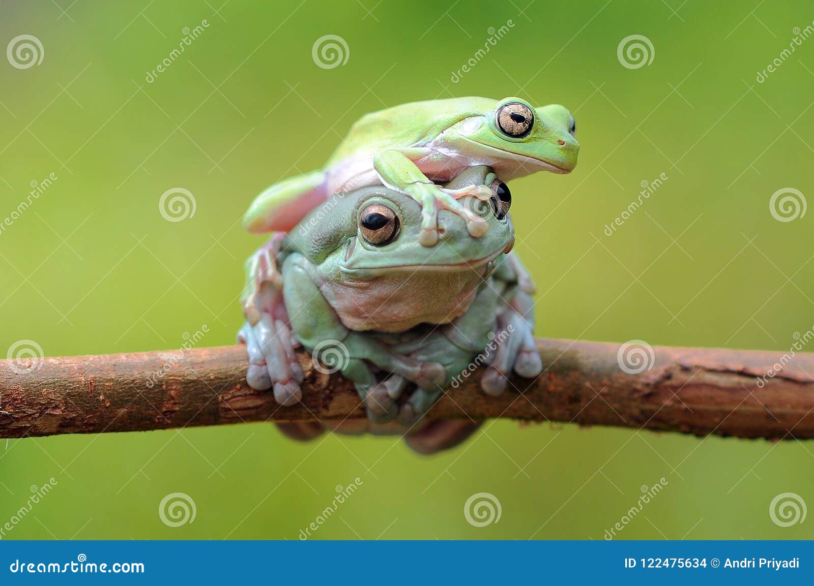 Dumpy tree frog stock photo. Image of walking, baby - 122475634