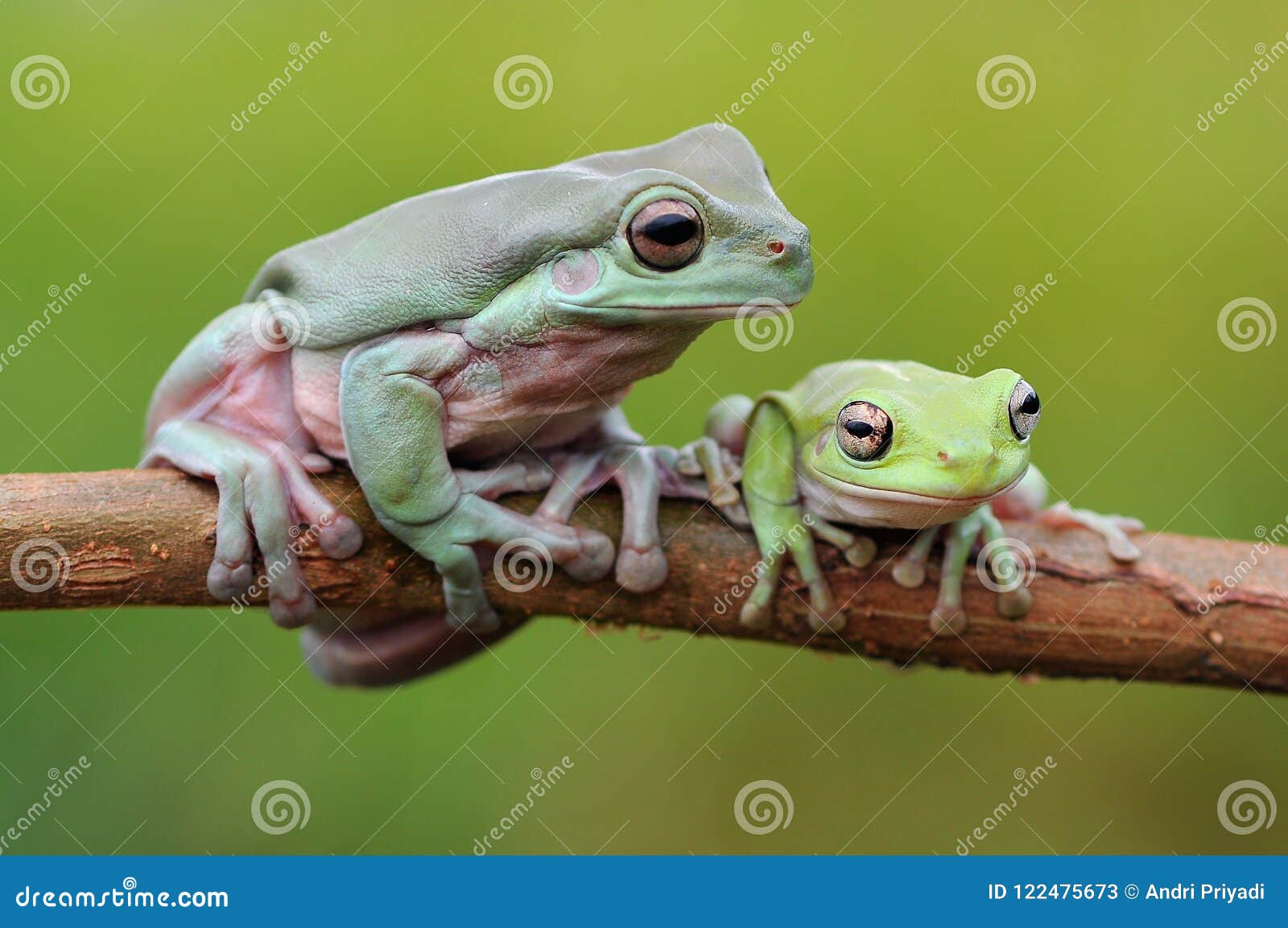 Dumpy tree frog stock image. Image of snail, tree, crocodile - 122475673