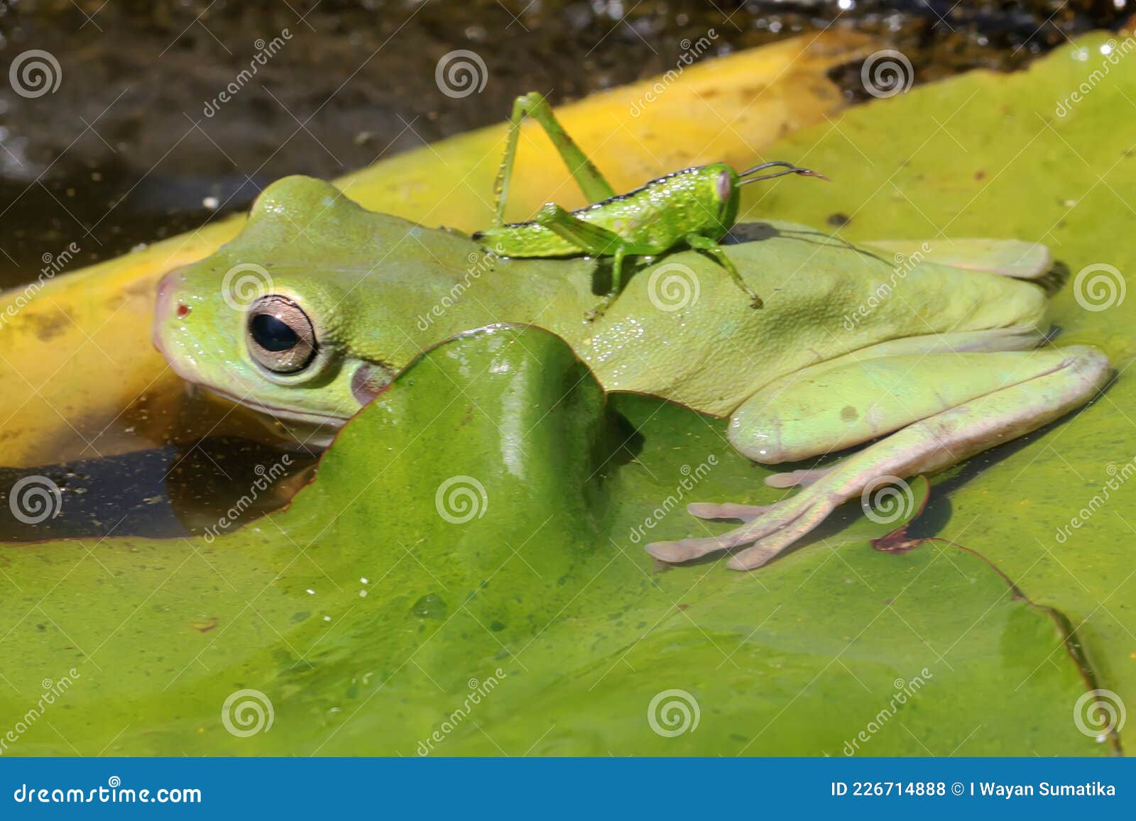 A Dumpy Tree Frog is Looking for Prey in the Bushes. Stock Photo ...