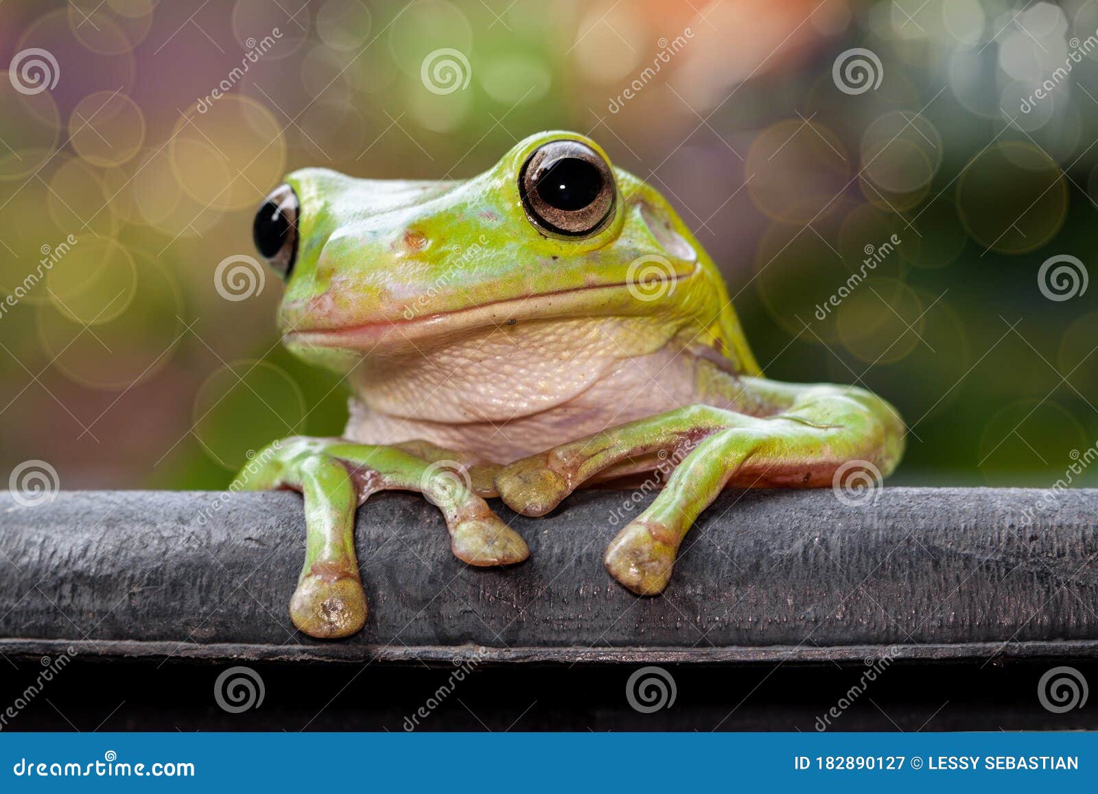 Dumpy tree Frog pose stock image. Image of invertebrate - 182890127