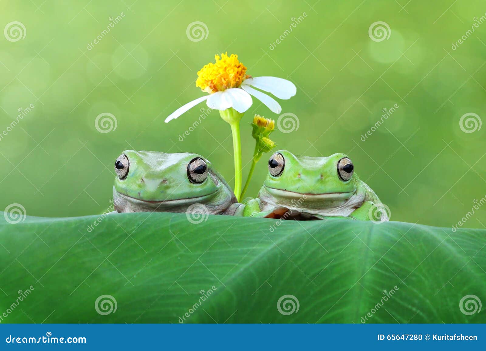 Dumpy Tree Frog Stock Photography | CartoonDealer.com #65647280