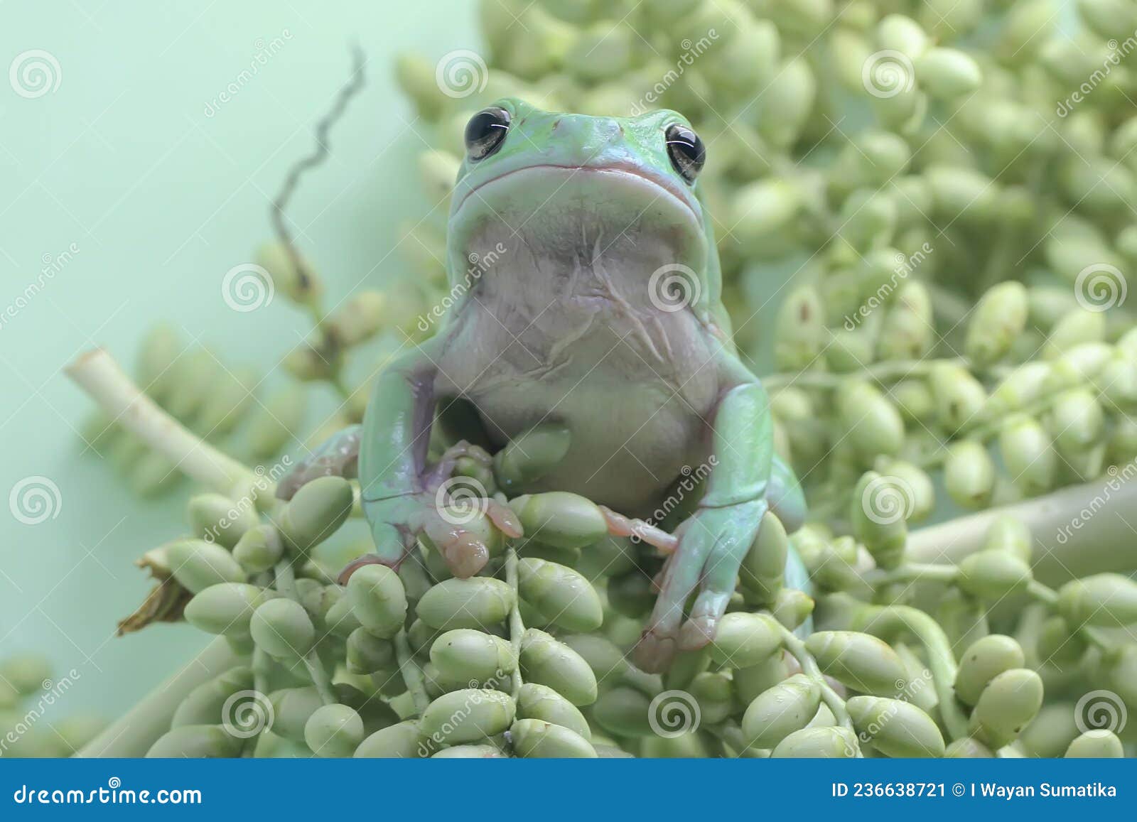 A Dumpy Tree Frog Resting on a Bunch of Young Palms. Stock Image ...
