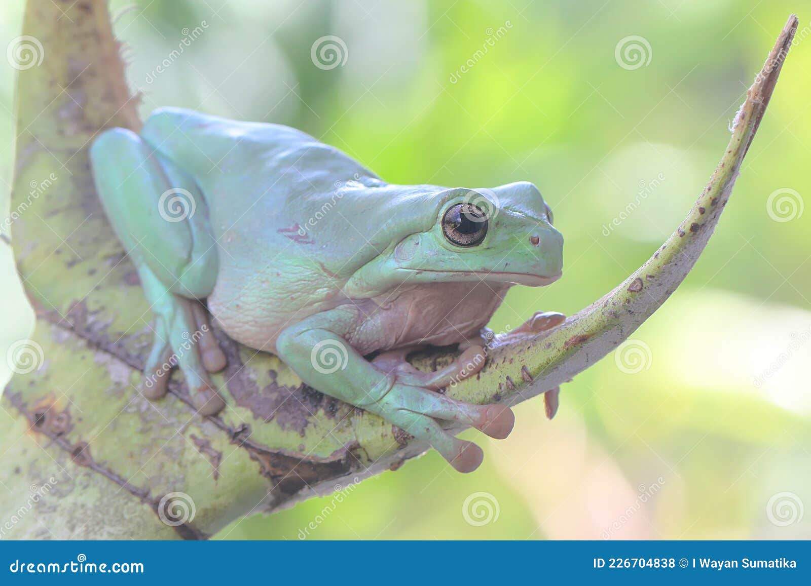 A Dumpy Tree Frogs Resting on a Bunch of Young Palms. Stock Photo ...
