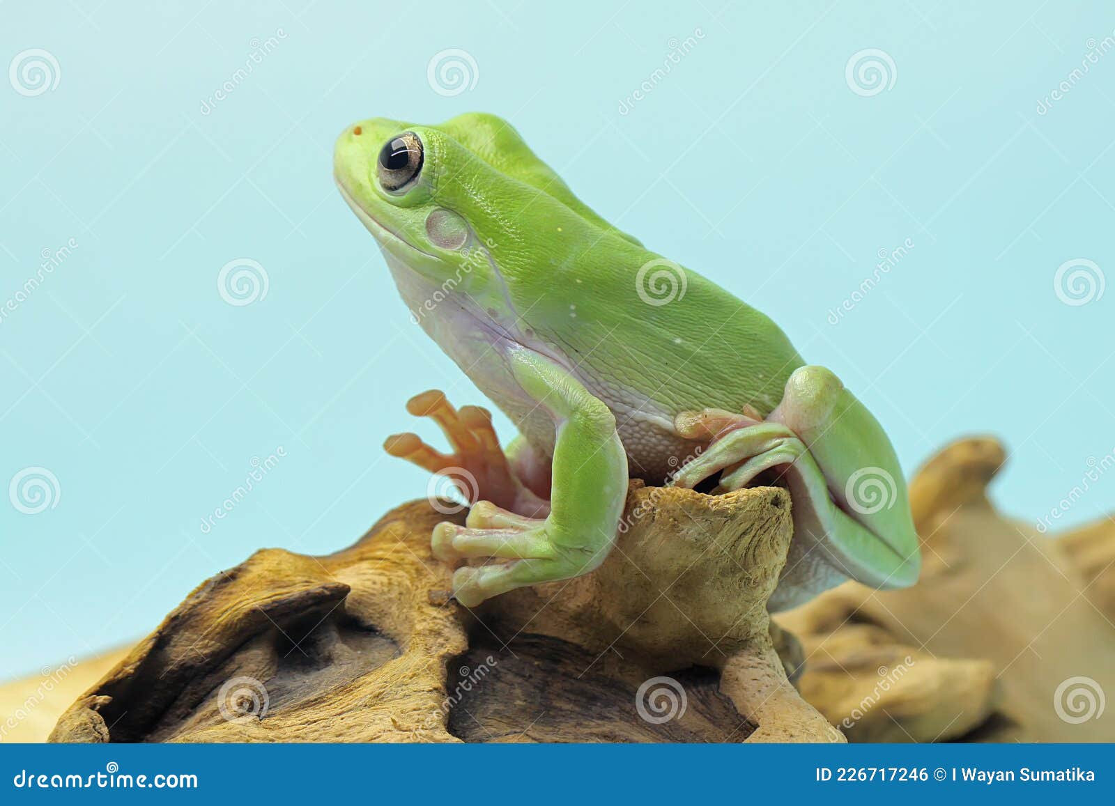 A Dumpy Tree Frog is Resting on a Dry Log. Stock Photo - Image of climb ...