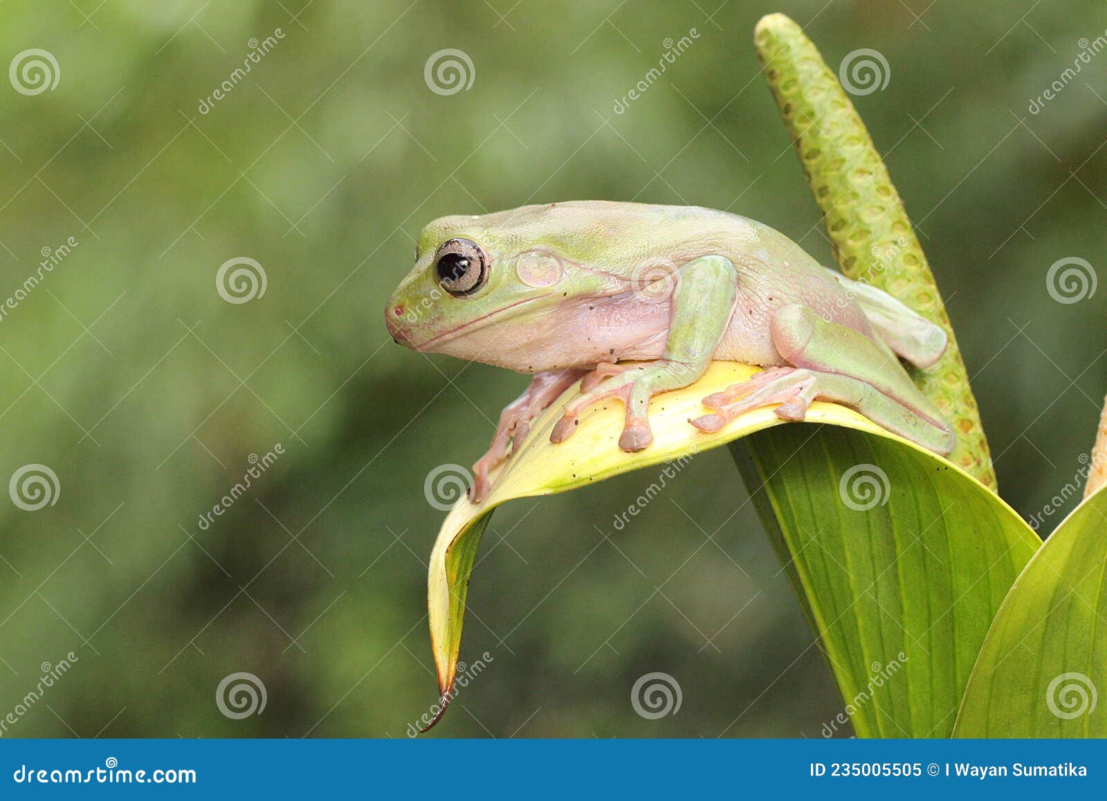 A Dumpy Tree Frog is Resting. Stock Image - Image of exotic, frog ...