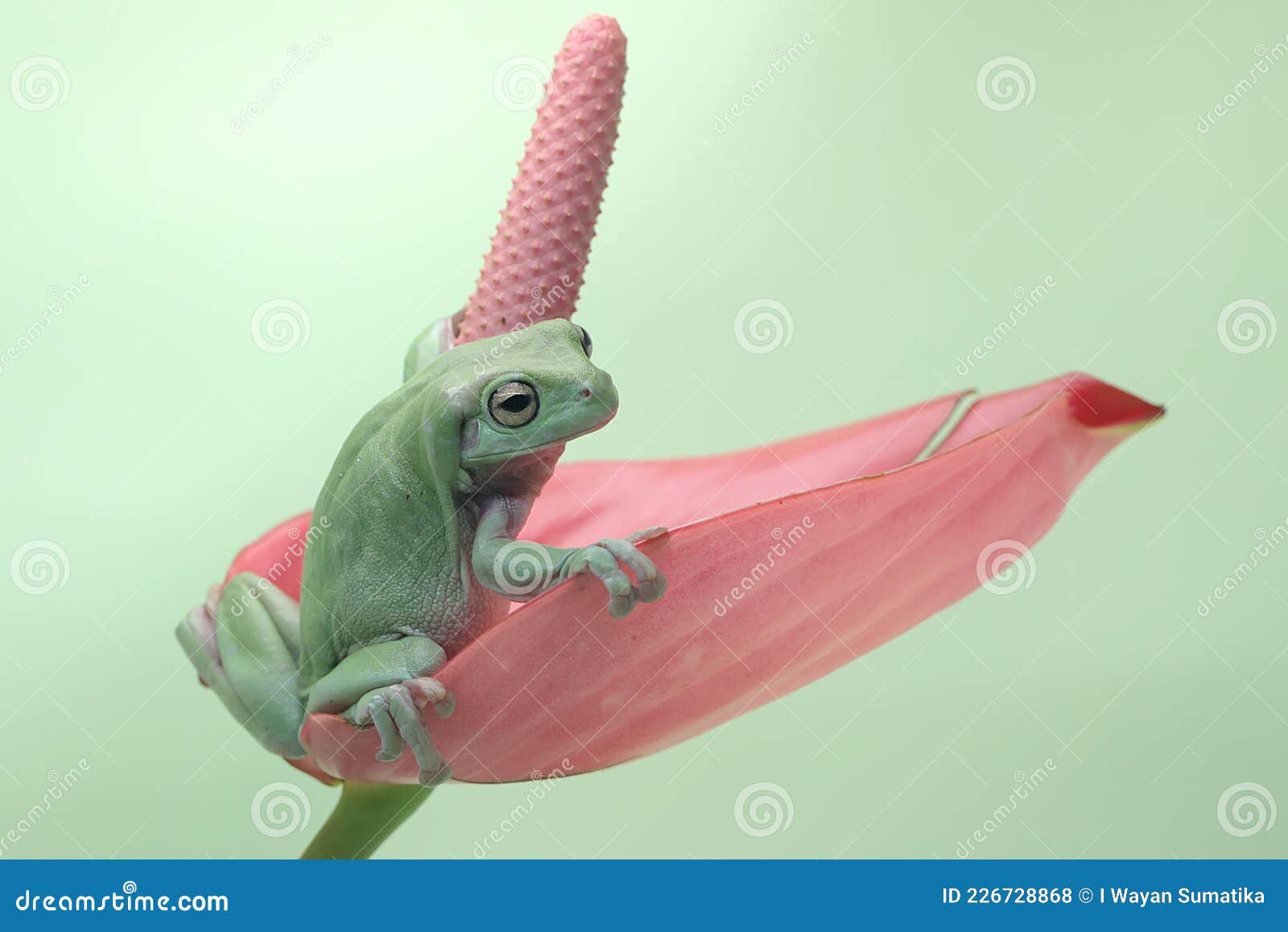 A Dumpy Tree Frog is Resting on a Pink Anthurium Flower. Stock Photo ...