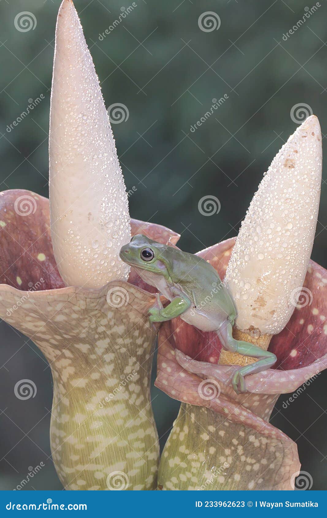 Dumpy Tree Frog Stock Photography | CartoonDealer.com #65647280