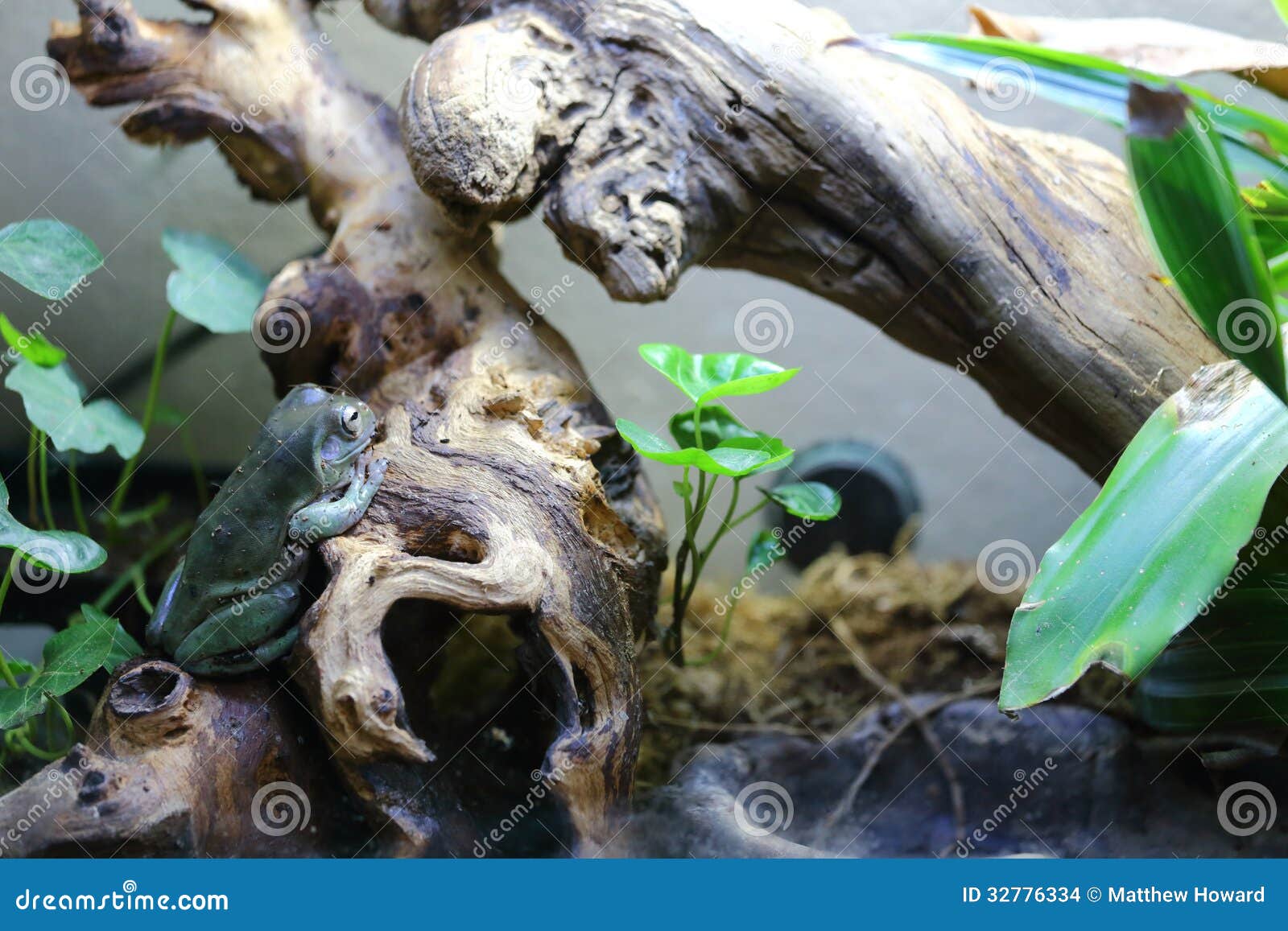 Dumpy Tree Frog stock photo. Image of litoria, toad, rain - 32776334