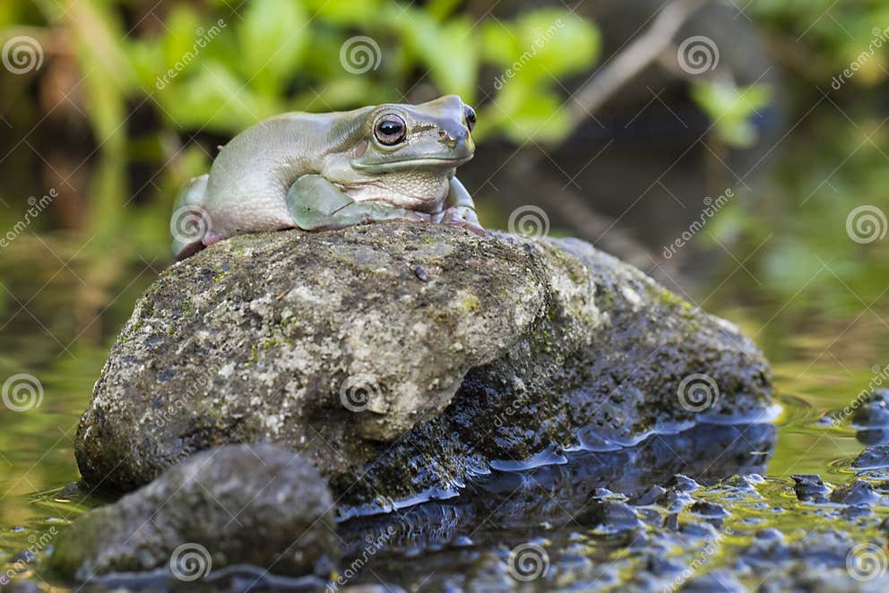 Dumpy Tree Frog or White S Tree Frog on the Wildlife Stock Photo ...