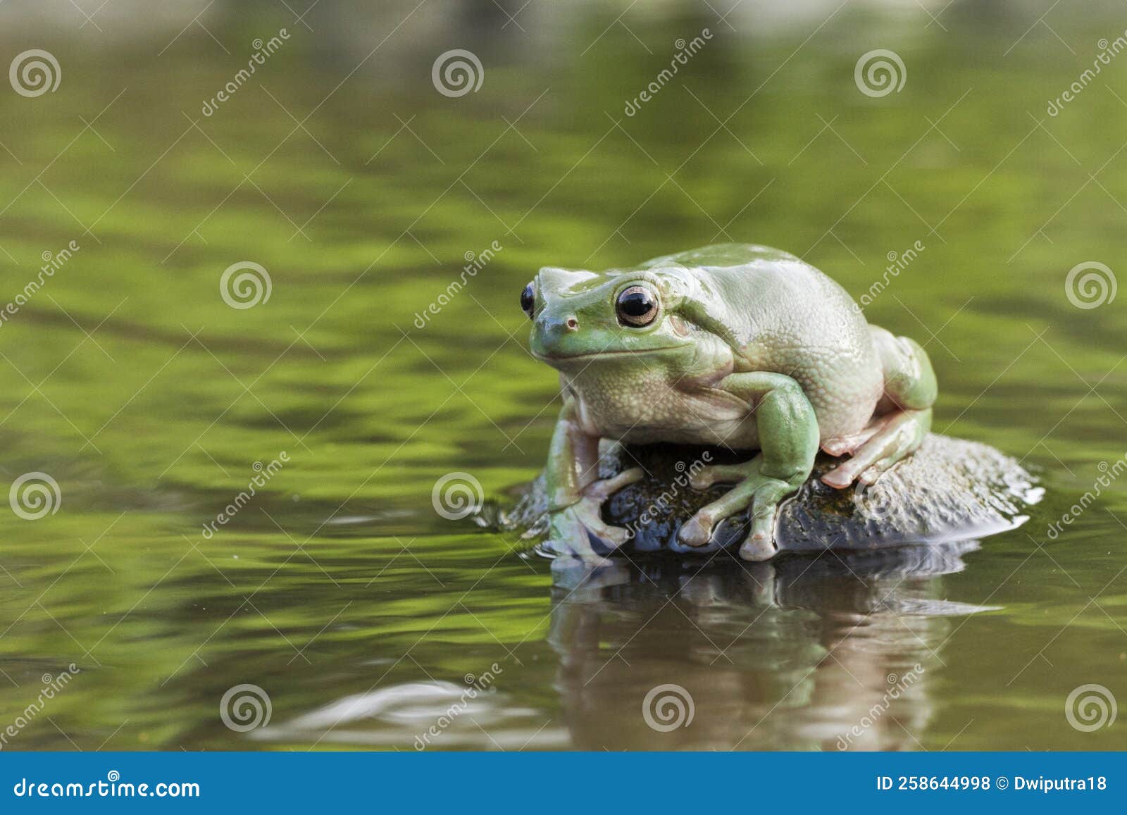 Dumpy Tree Frog or White S Tree Frog on the Wildlife Stock Photo ...