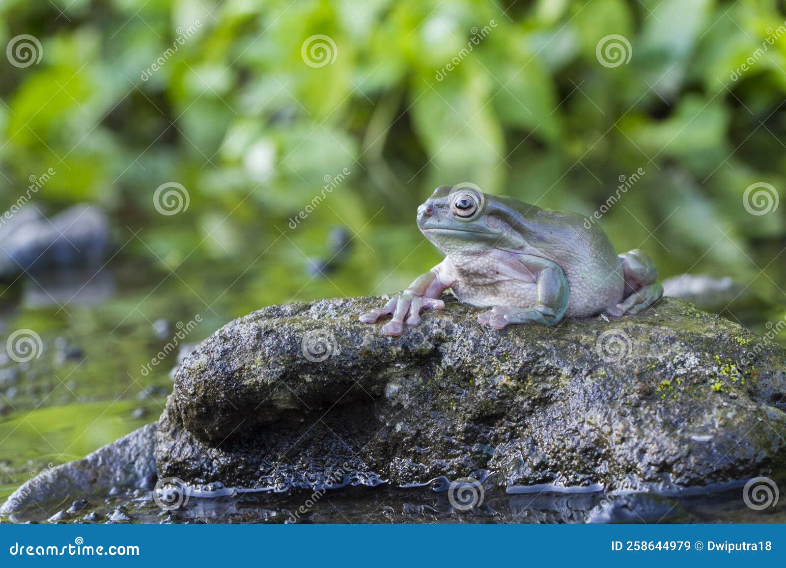 Dumpy Tree Frog or White S Tree Frog on the Wildlife Stock Image ...