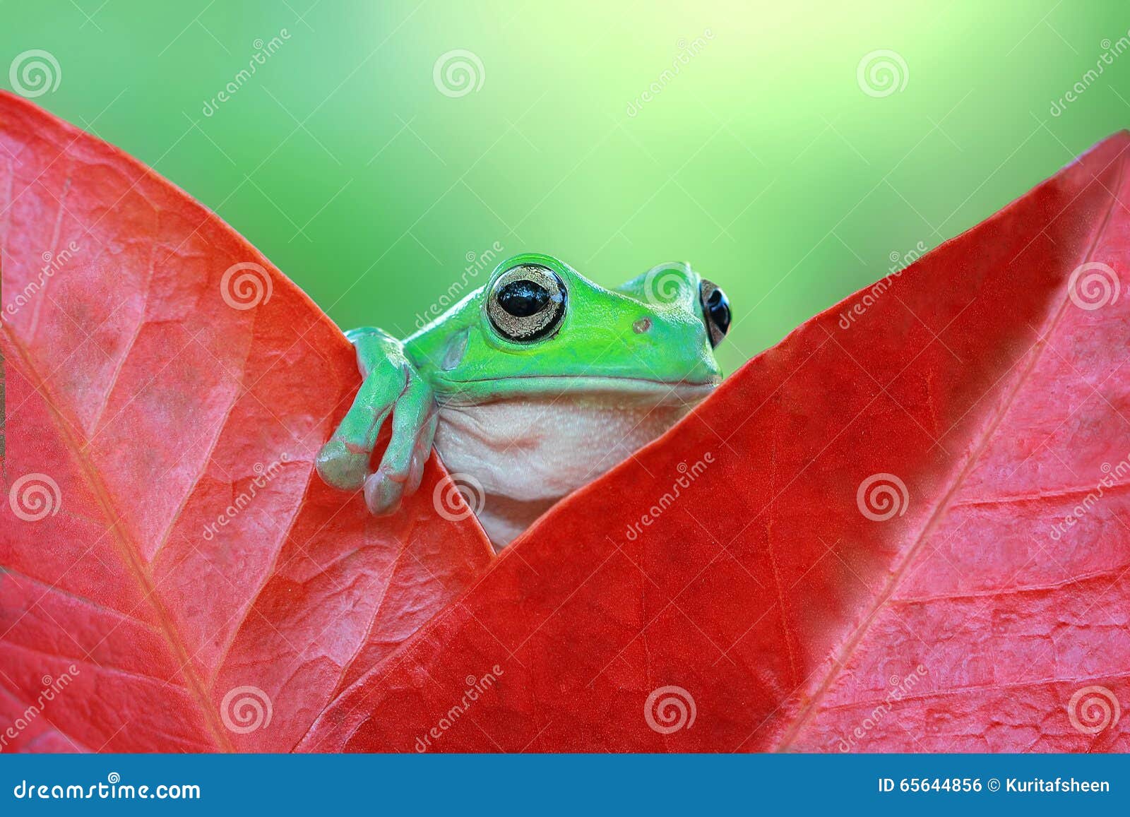 Dumpy White Tree Frog stock photo. Image of poster, looking - 65644856
