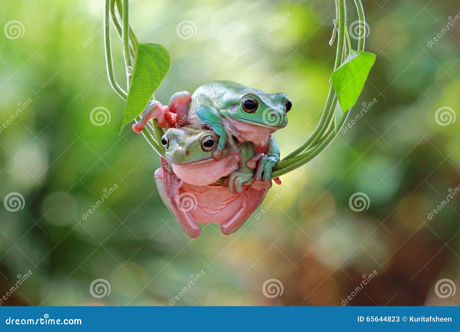 Dumpy White Tree Frog stock image. Image of toad, singing - 65644823