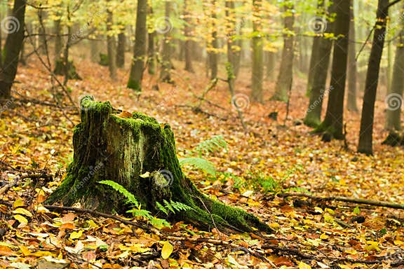 Dunderhead in the Autumn Forest Stock Photo - Image of dunderhead ...