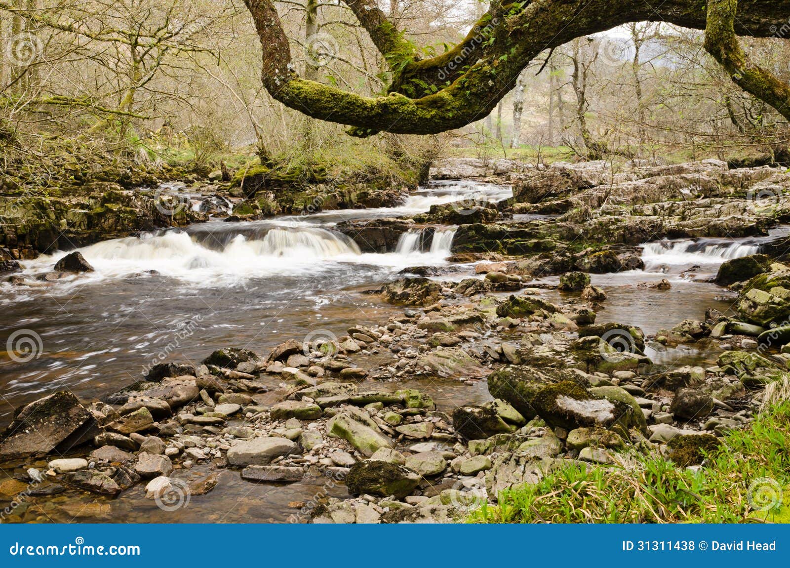 Dundonnell River Under Tree Stock Photo - Image of outdoors, highlands ...