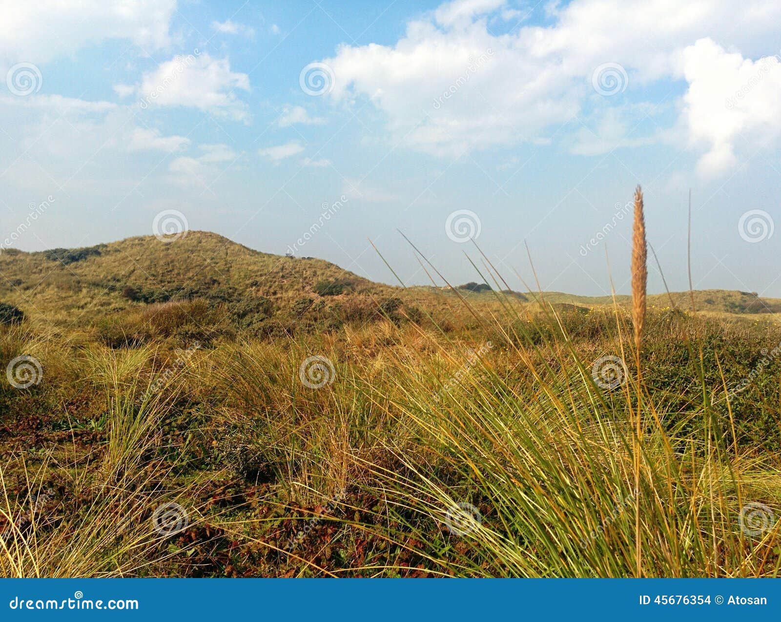 Dune area, the Netherlands stock photo. Image of meadow - 45676354
