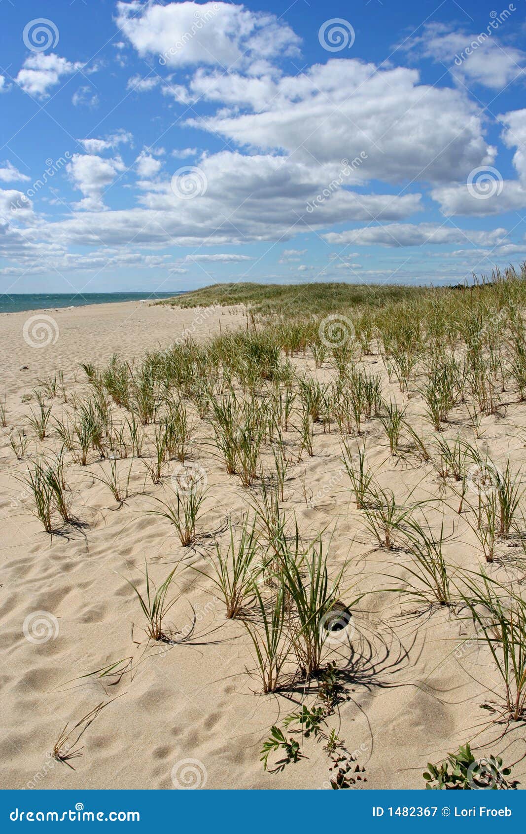 Dune with Beach Grass stock image. Image of shoreline - 1482367