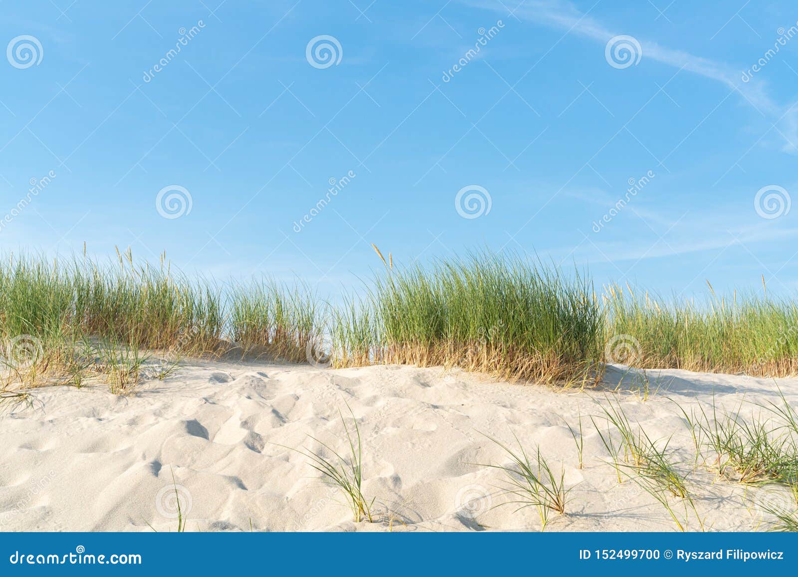 Dune with beach grass stock photo. Image of landscape - 152499700