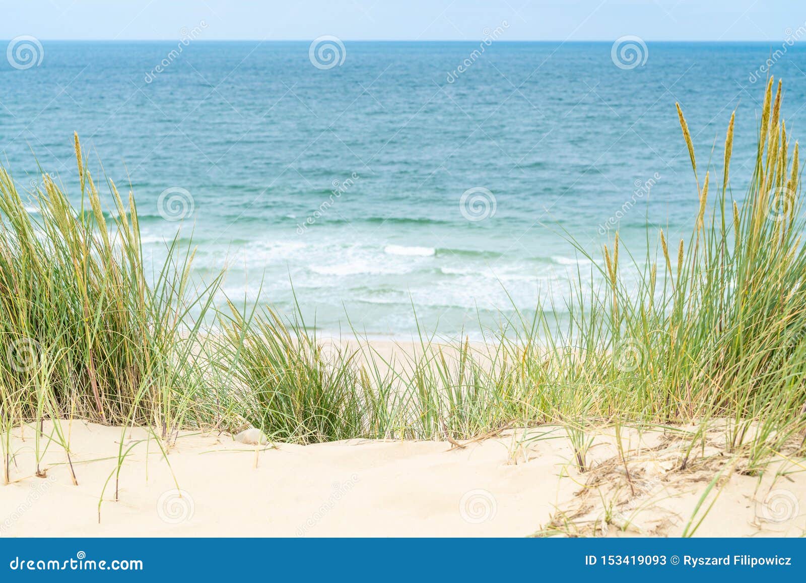 Dune with Beach Grass on Sylt Island Stock Image - Image of foreground ...