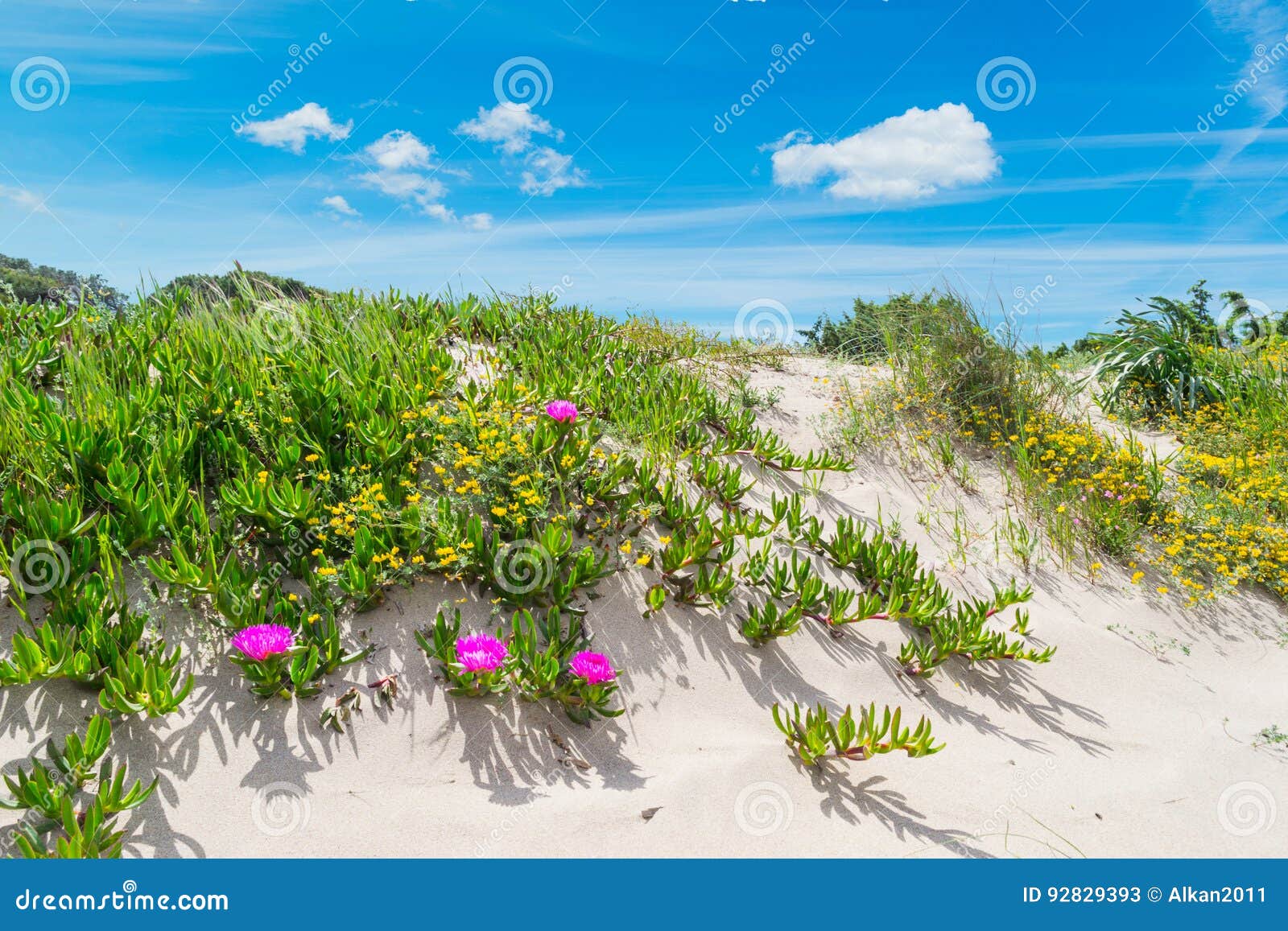 Dune De Sable Avec Des Fleurs En Sardaigne Image stock - Image du rose ...