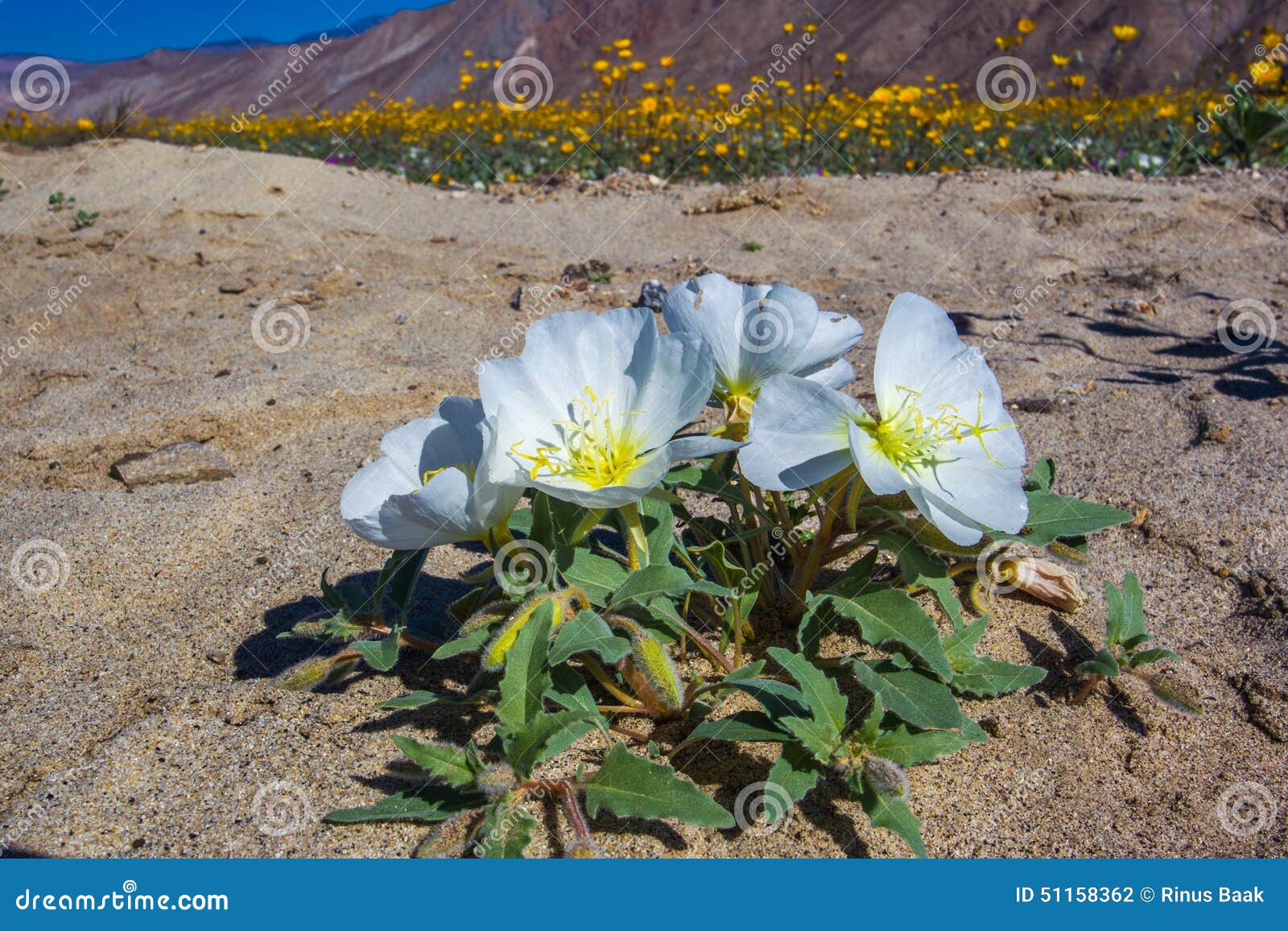Dune Evening Primrose stock photo. Image of canescens - 51158362