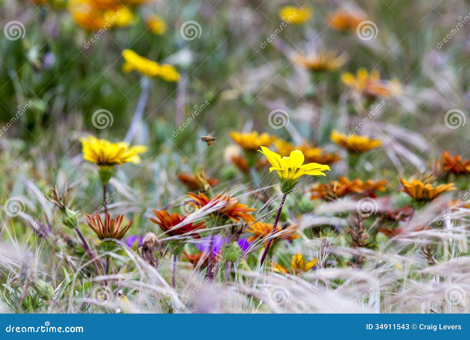 Dune flowers stock image. Image of sanddune, newlife - 34911543
