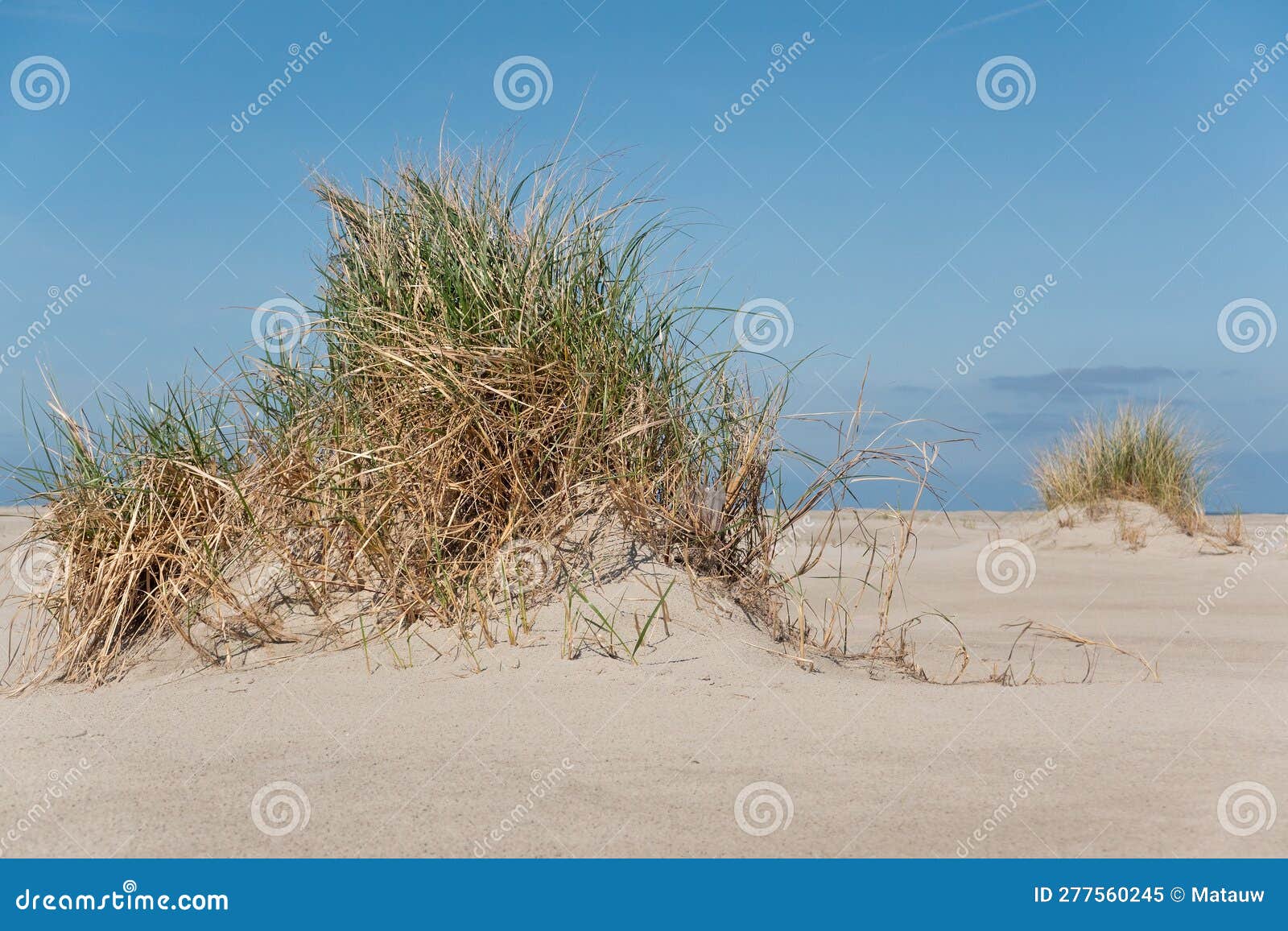 Dune forming on beach stock image. Image of ammophila - 277560245