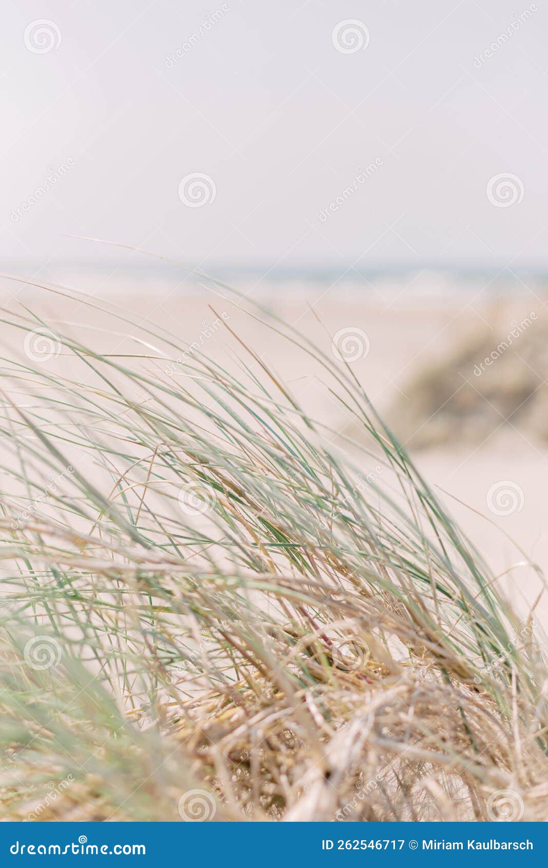 Dune Grass on the Beach, the Blue Sea Murmurs in the Background Stock ...