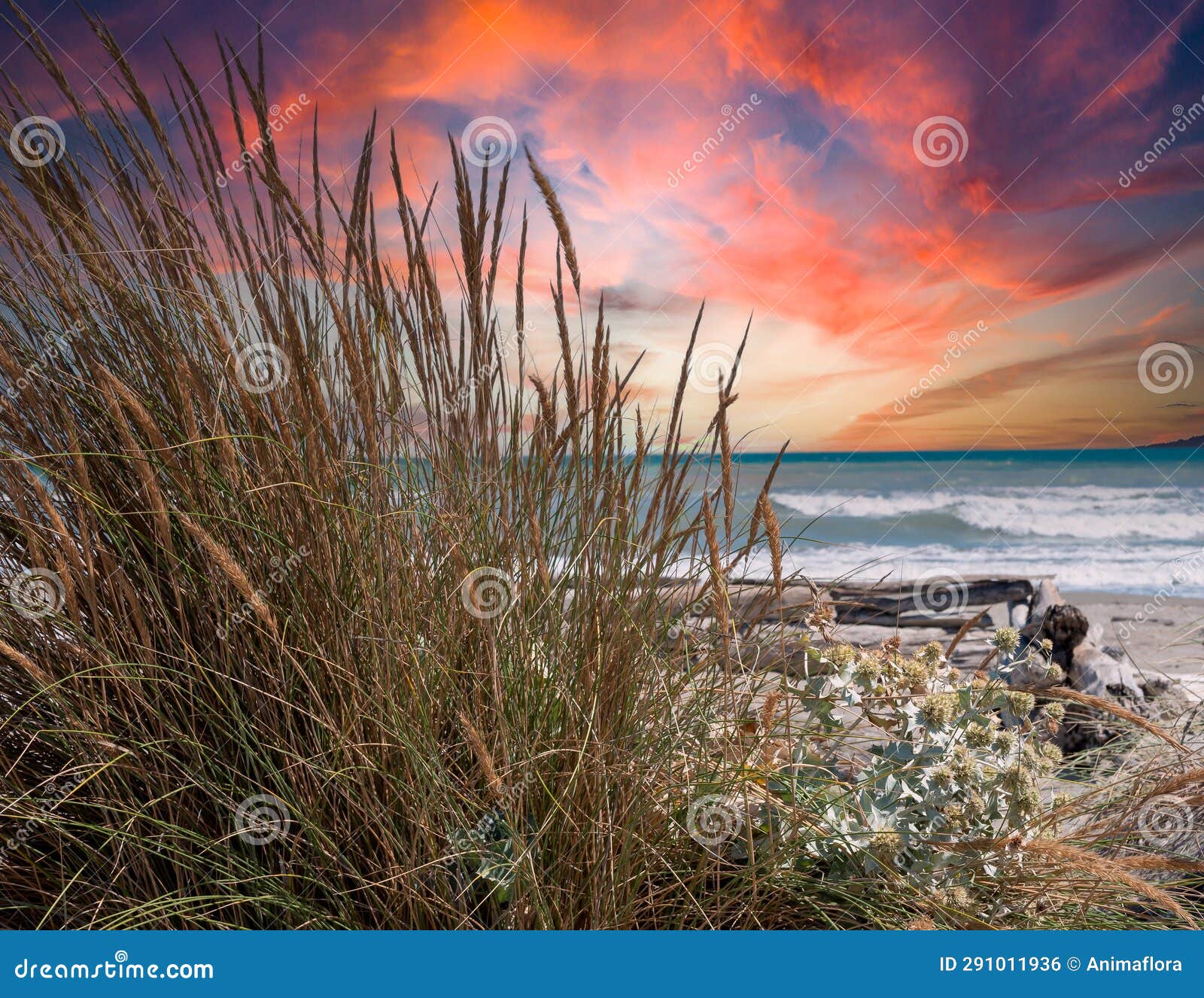 Dune Grass on the Beach with Sunset Stock Photo - Image of dune, water ...