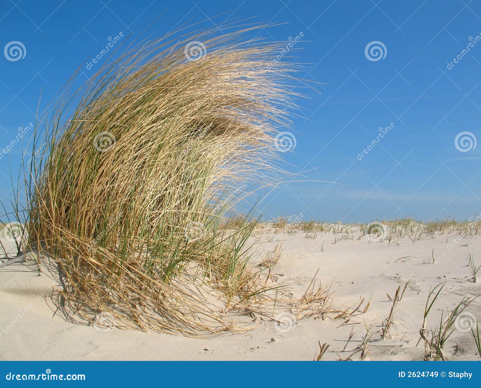 Dune grass in the wind stock image. Image of sand, sandy - 2624749