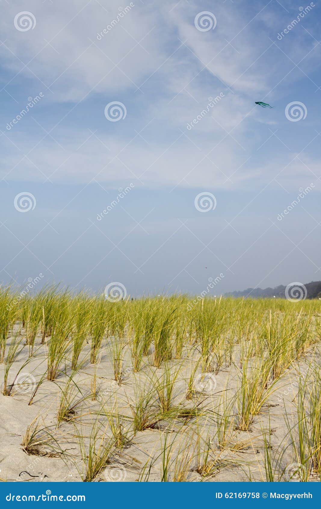 Dune Grasses In Detail Royalty-Free Stock Image | CartoonDealer.com ...