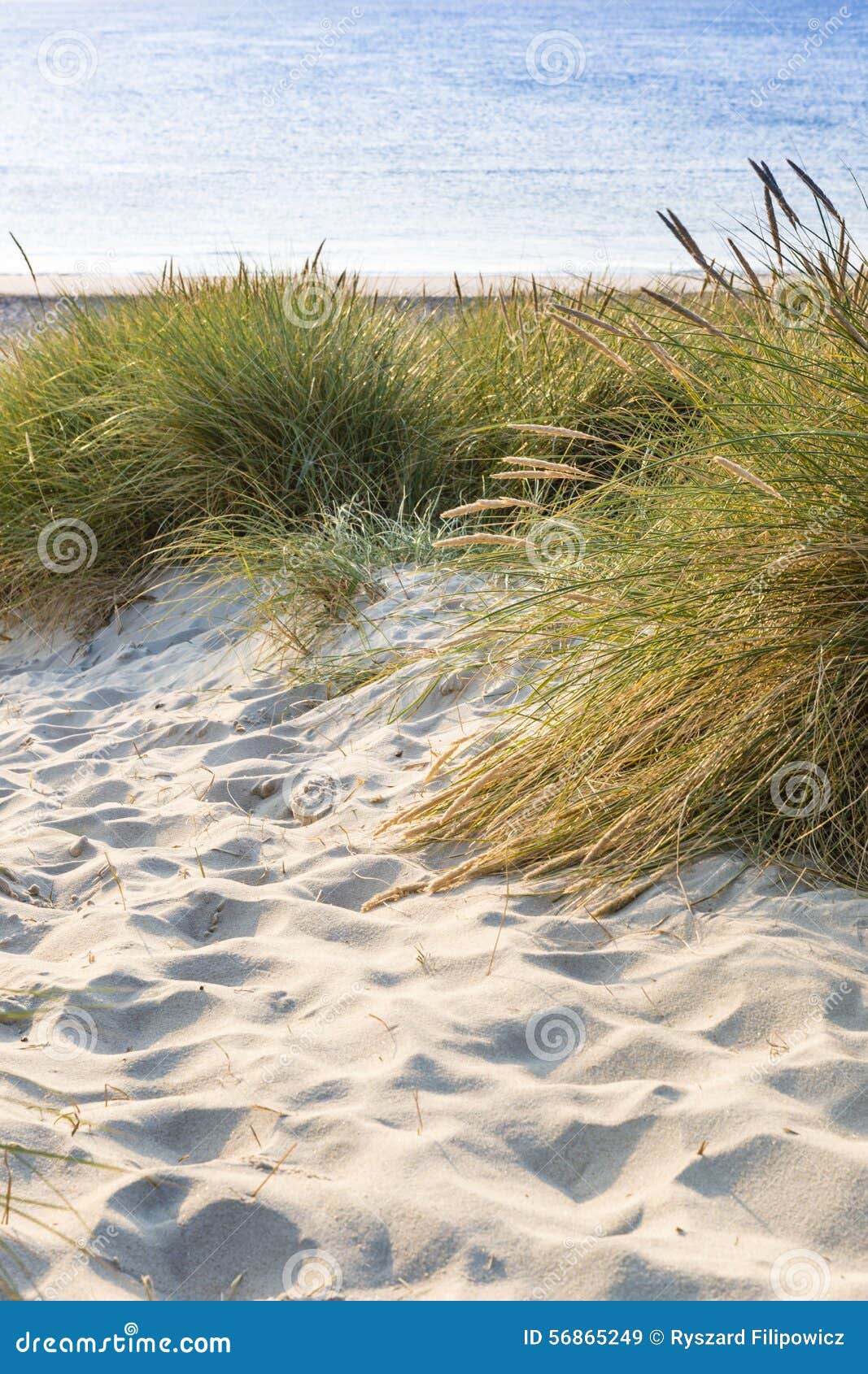 Dune with Green Grass. View for the Beach Stock Image - Image of ...