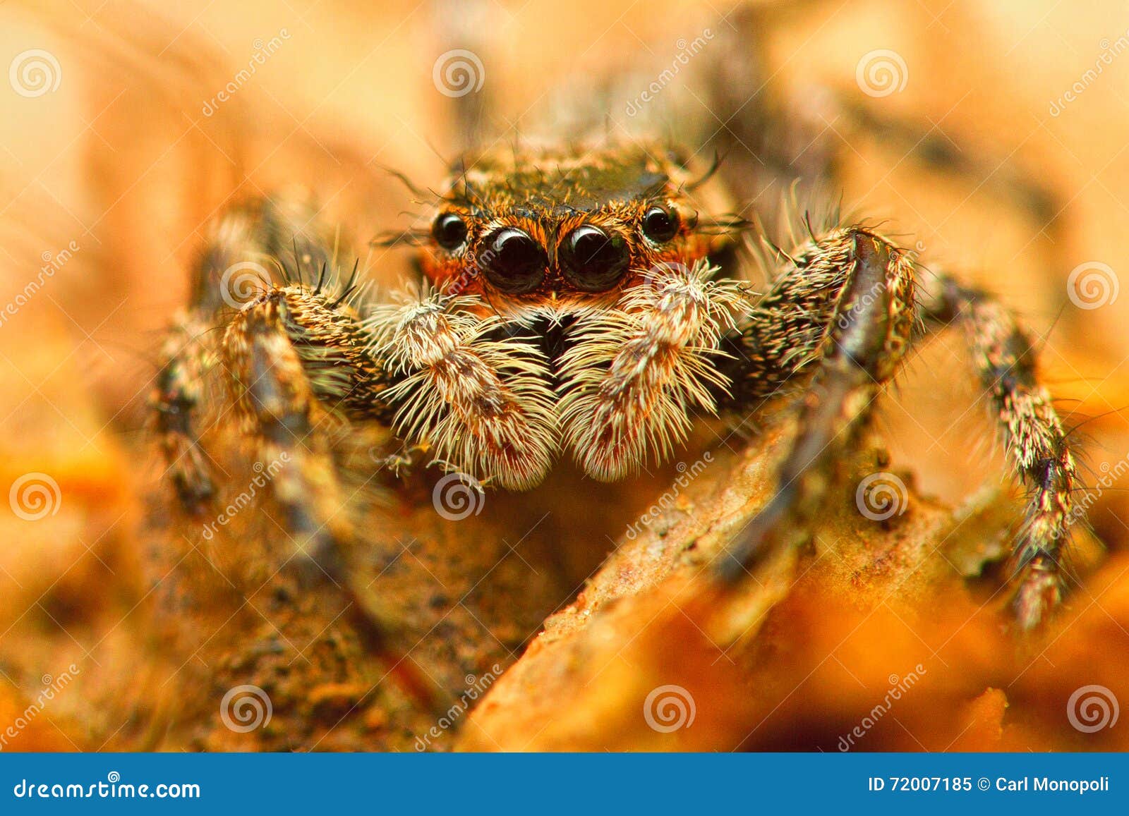 Dune Jumper stock image. Image of arthropod, rock, spider - 72007185