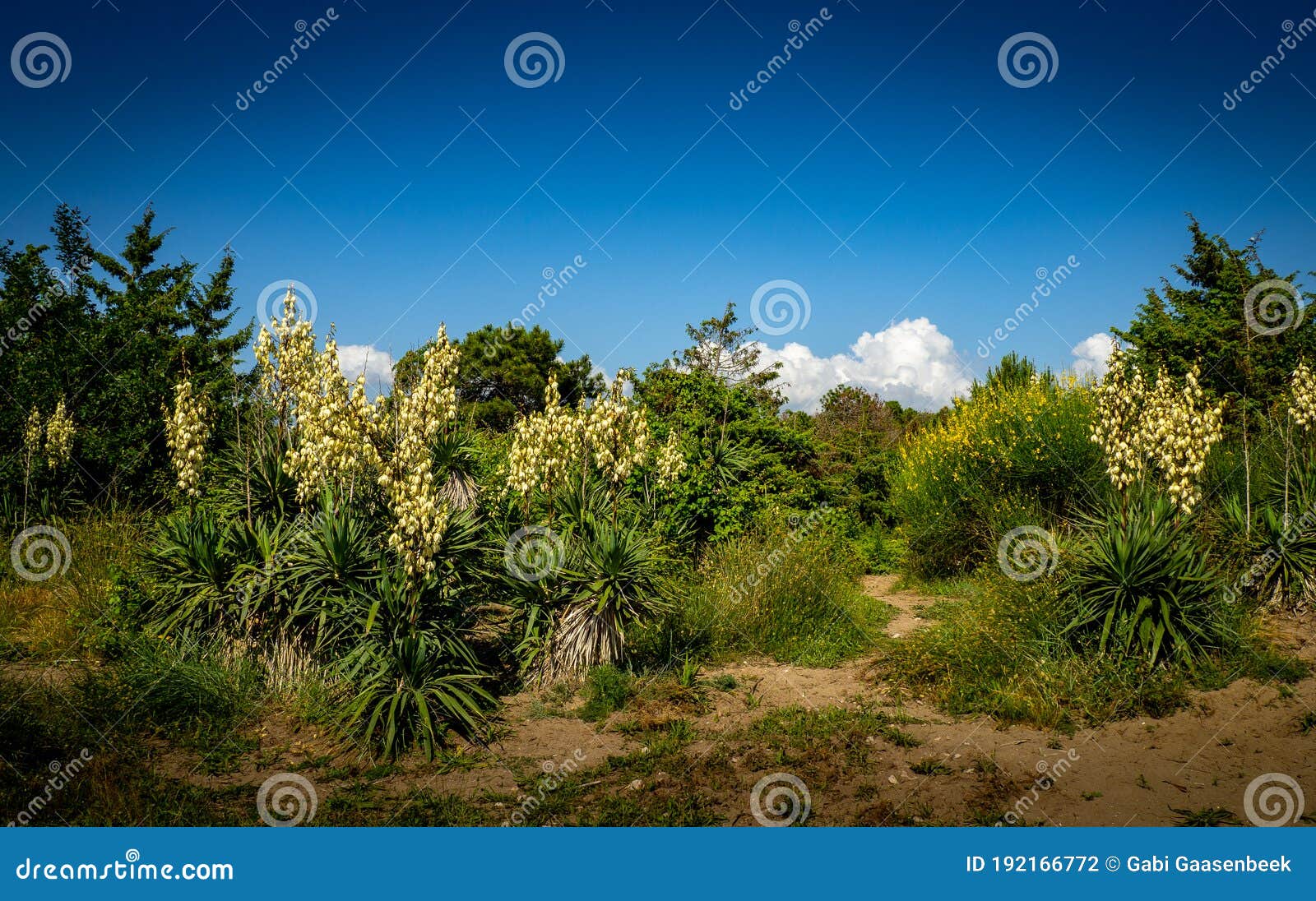 Dune Path on the Beach in Italy Stock Photo - Image of shore, sand ...
