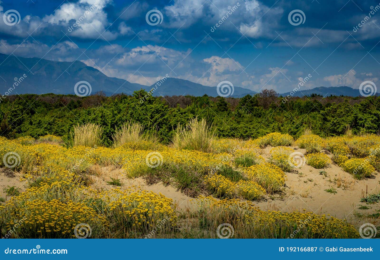 Dune Path on the Beach in Italy Stock Image - Image of outdoor, path ...