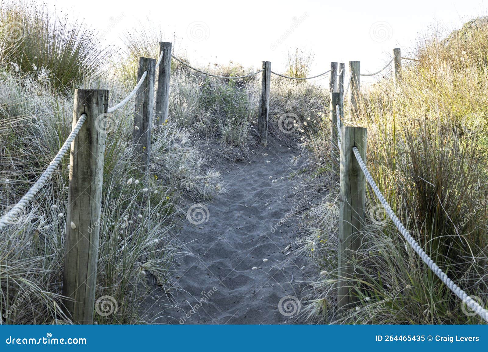 Dune path NZ stock image. Image of beach, path, shore - 264465435