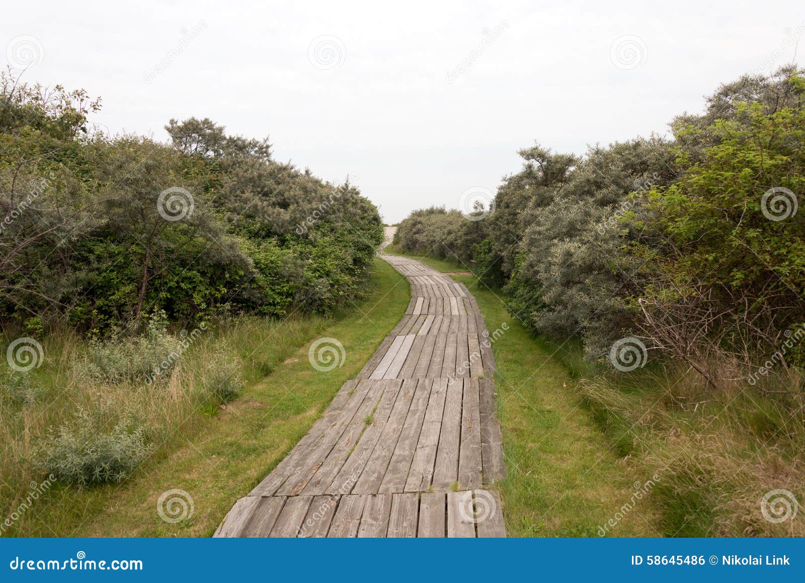 Dune path stock photo. Image of footpath, contemplation - 58645486