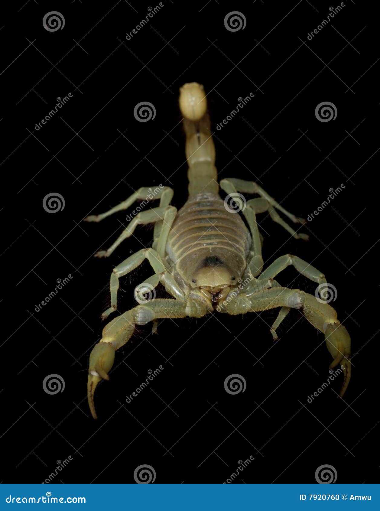 Dune Scorpion stock photo. Image of dangerous, isolated - 7920760