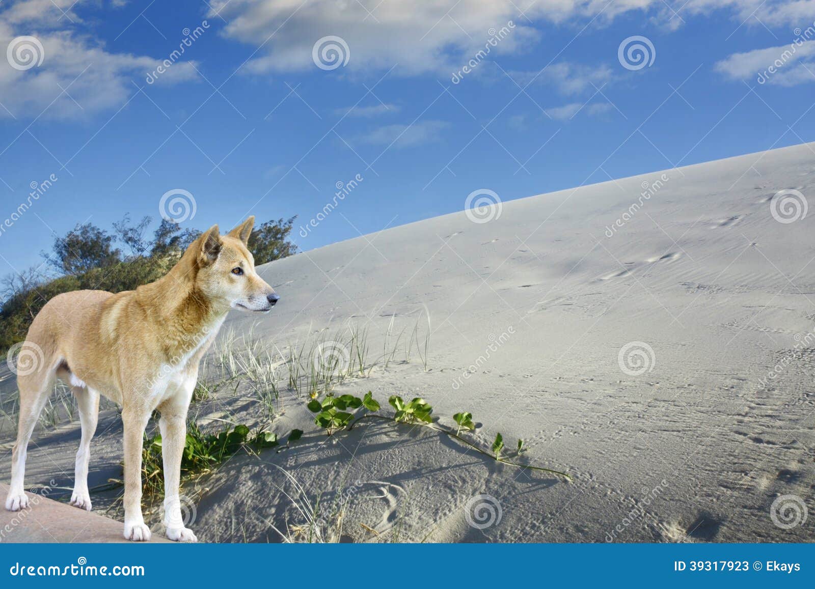 Dunes Et Dingo De Sable Sur L'île De Fraser Image stock - Image du ...