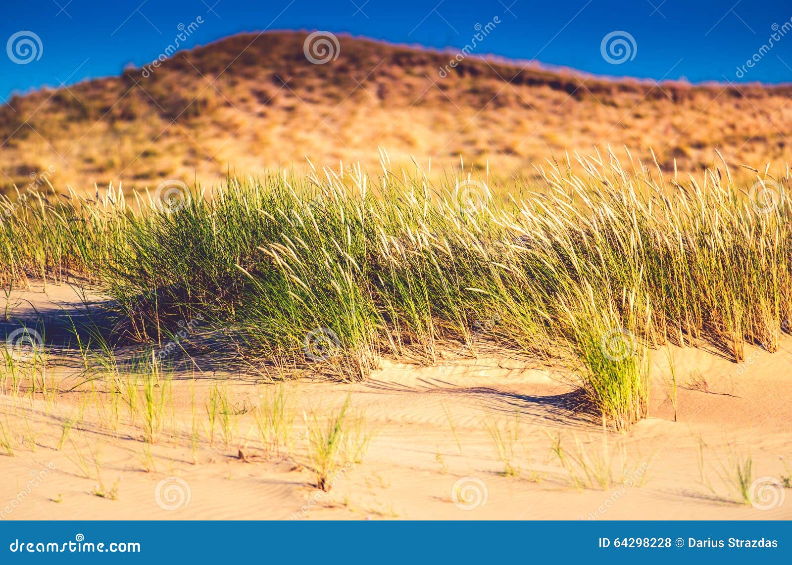 Dunes stock photo. Image of field, dene, naglis, landscape - 64298228