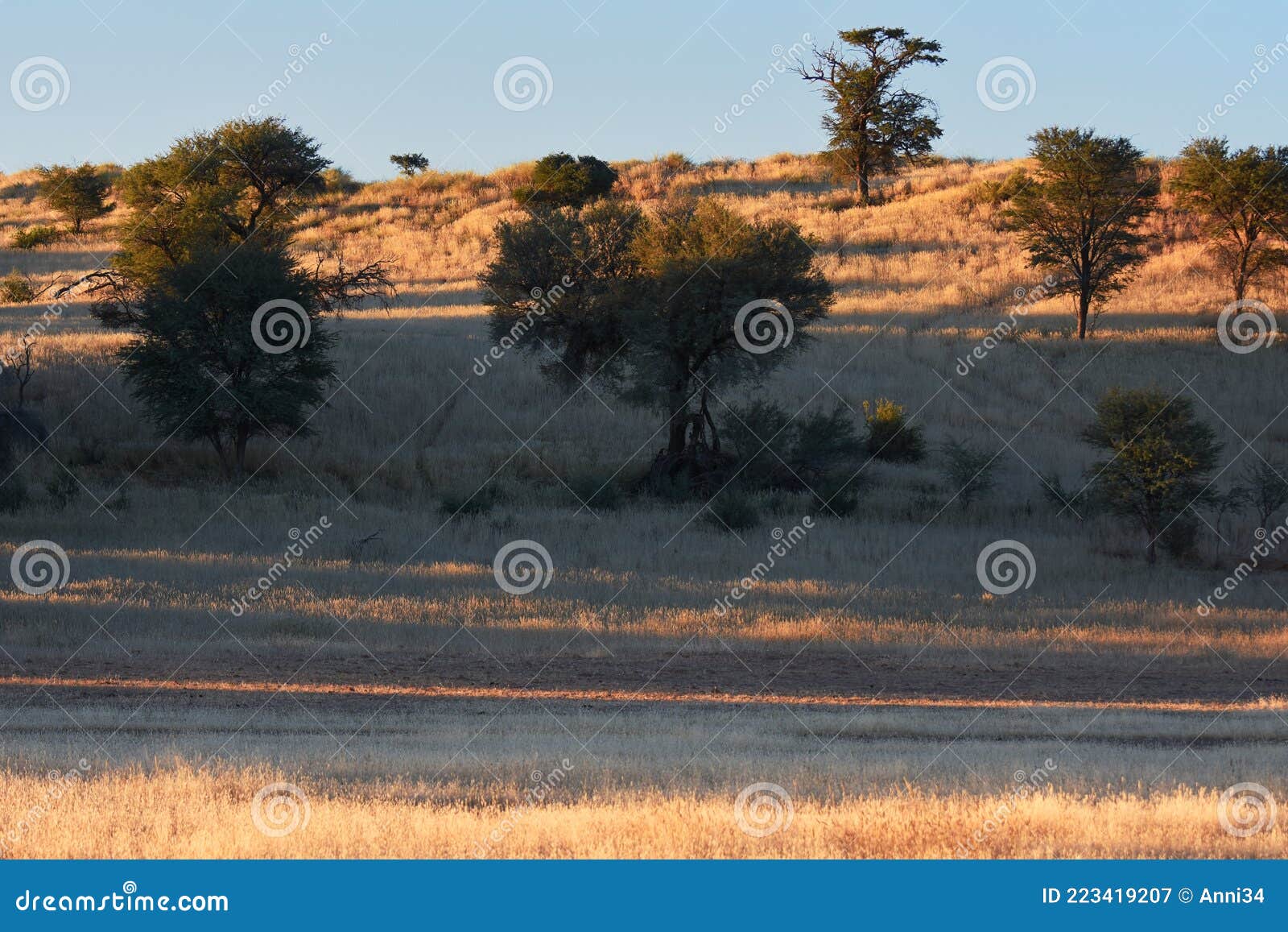 Kalahari Landscape in Namibia. Stock Image - Image of namibia, warm ...