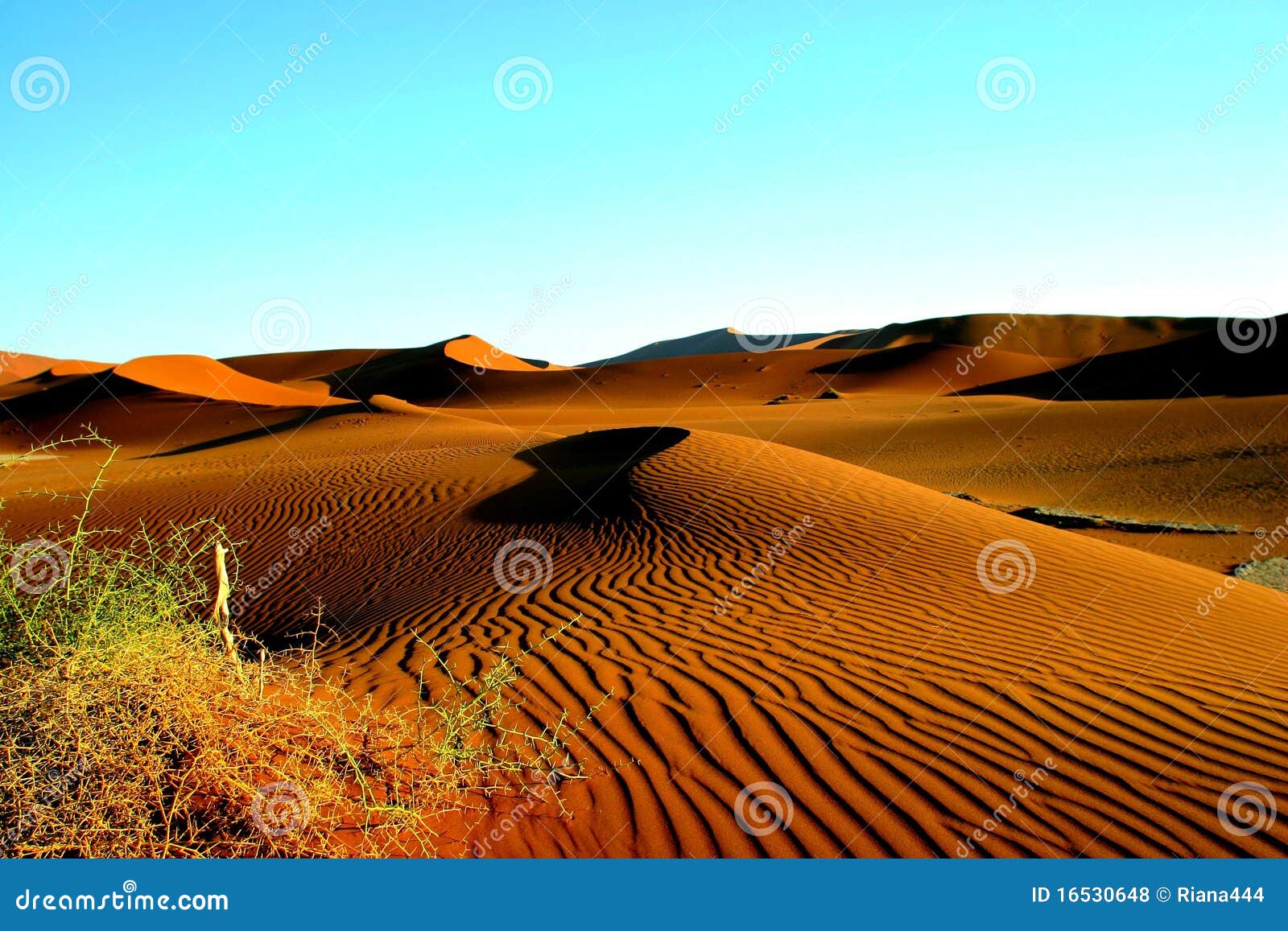 The dunes Namibia stock photo. Image of namibia, sand - 16530648