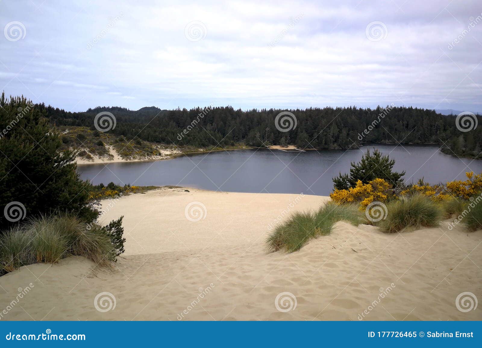 Dunes in Oregon stock image. Image of flower, cloudy - 177726465