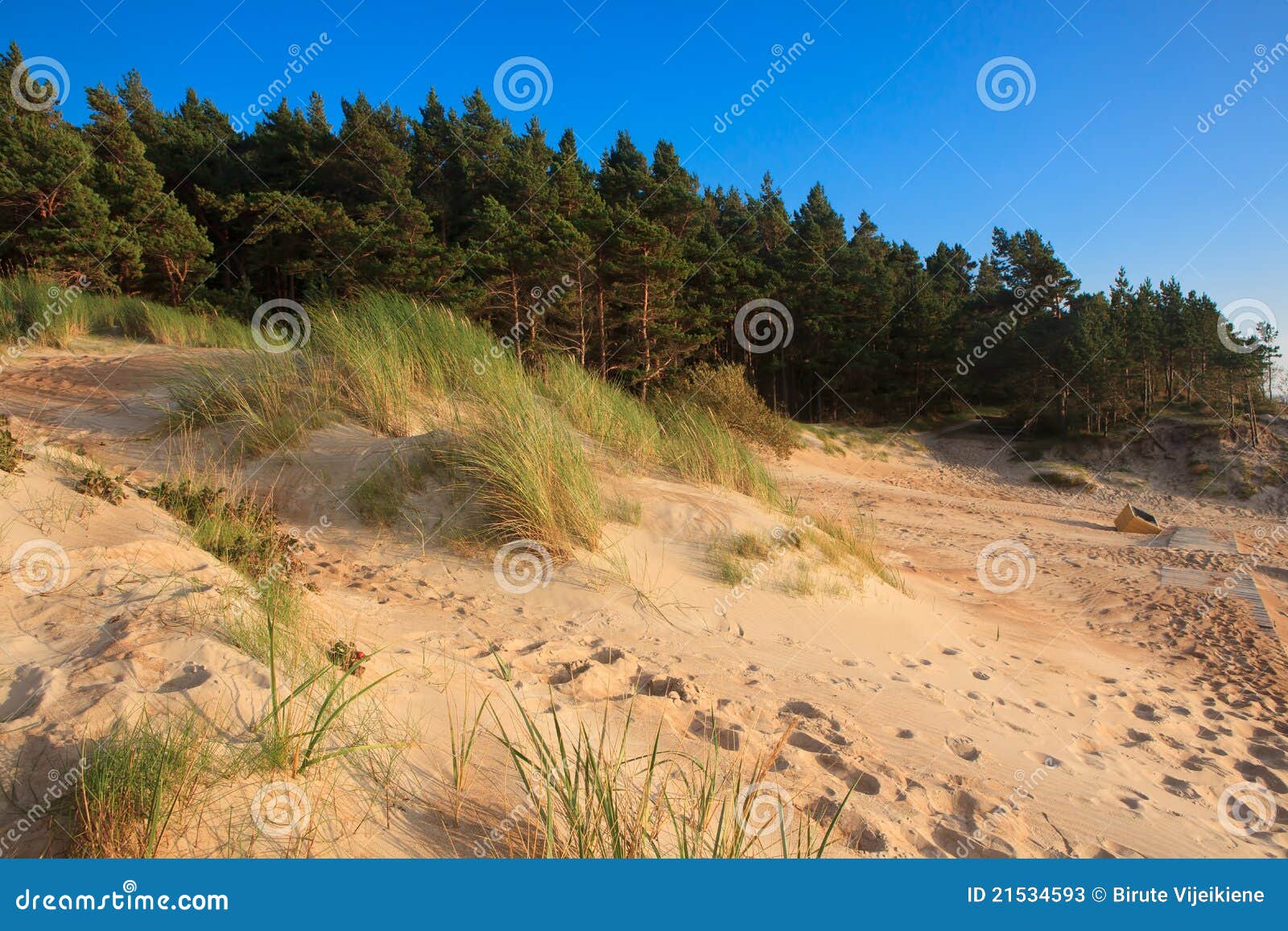 Dunes in Palanga stock image. Image of grass, sand, tree - 21534593
